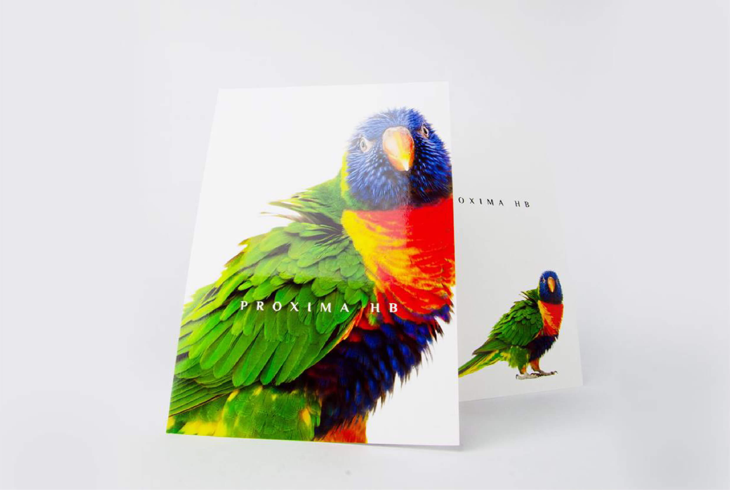 Direct Paper Supplies—Proxima Stock - Blick Creative